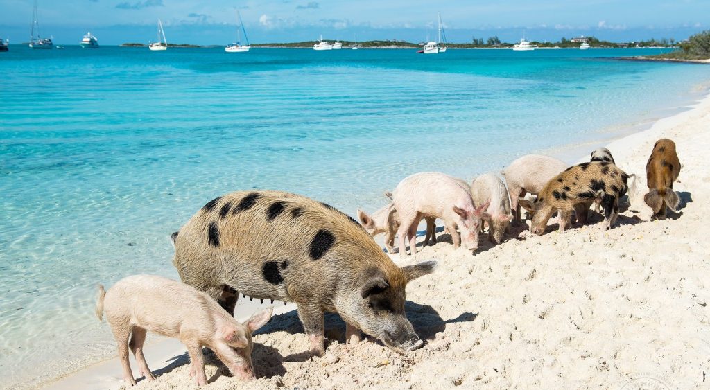 La isla de los Cerdos Nadadores, Exuma, Las Bahamas