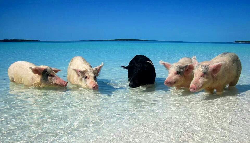 La isla de los Cerdos Nadadores, Exuma, Las Bahamas